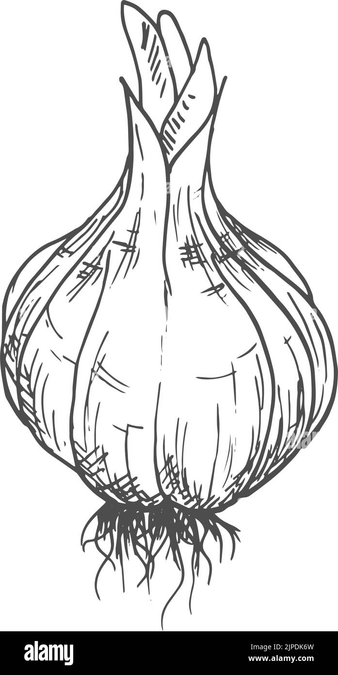 Garlic bulb isolated vegetable sketch. Vector hand drawn pungent ...