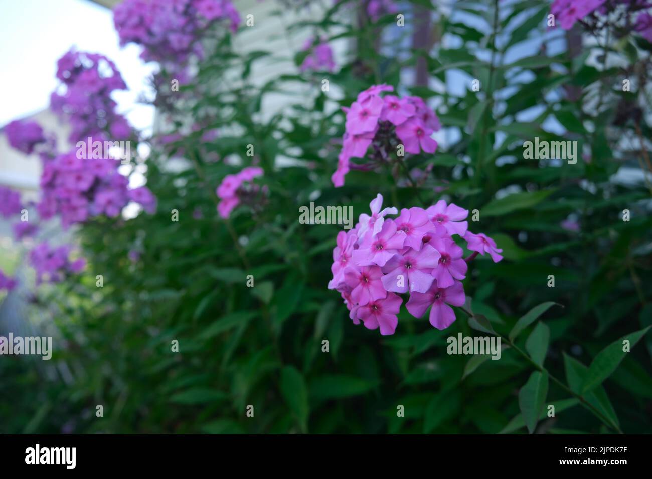 Lilac color Summer Phloxes flower in a garden Stock Photo - Alamy