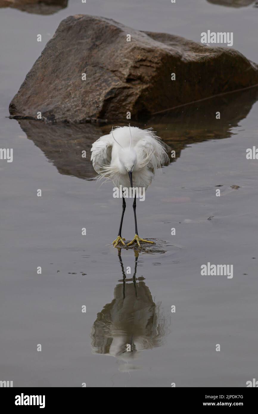 Wite egret resting on a rock from Douro river, north of Portugal Stock ...
