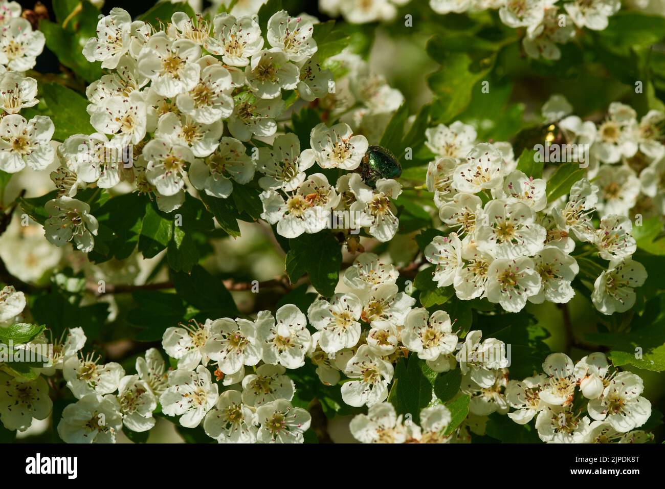 Quickthorn hedges hi-res stock photography and images - Alamy