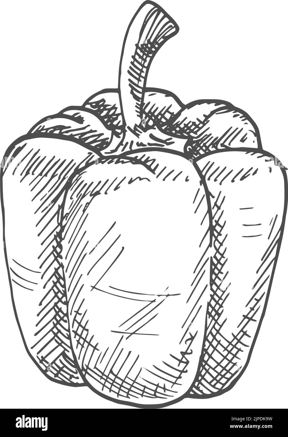 Bell or sweet pepper capsicum vector isolated sketch. Bulgarian bell ...