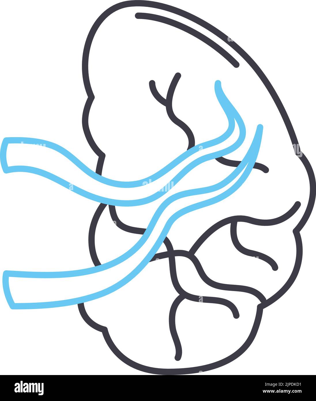 spleen line icon, outline symbol, vector illustration, concept sign ...