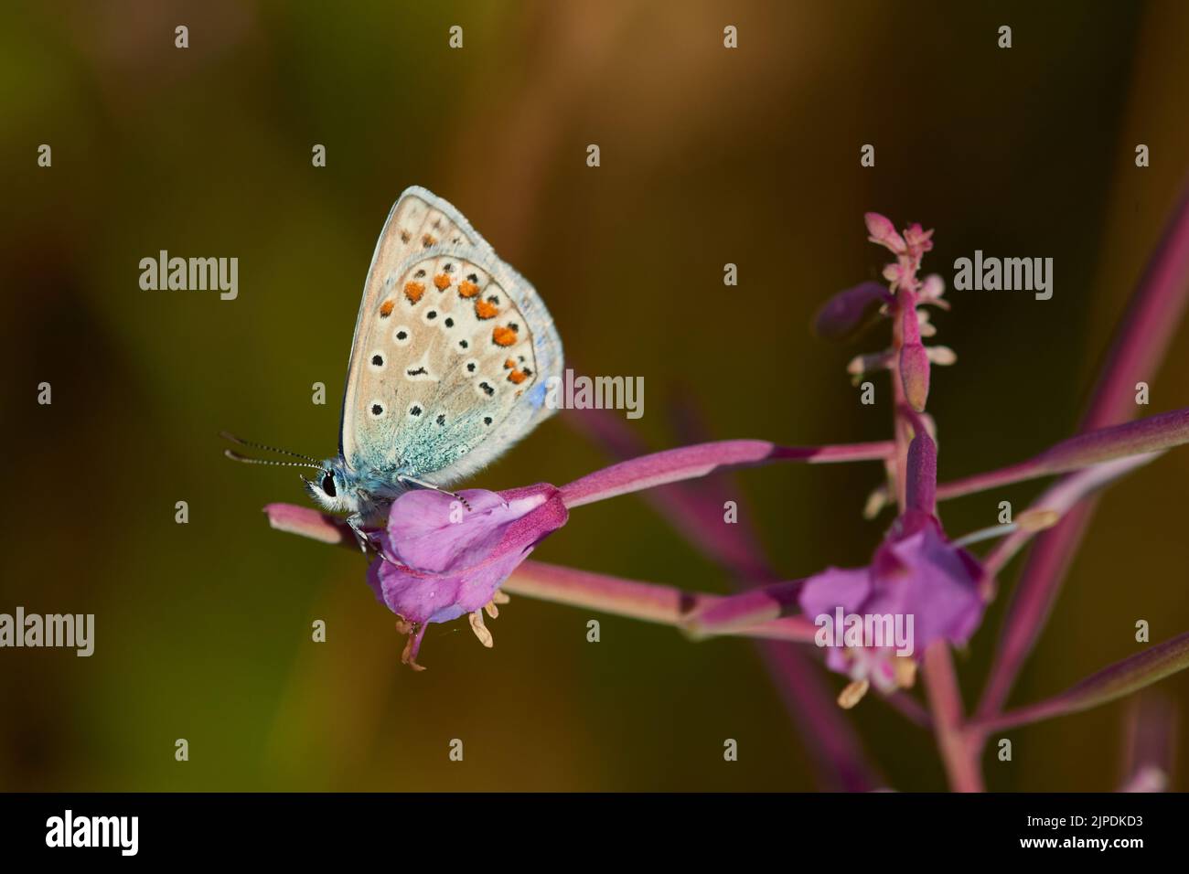 1 also common fireweed hi-res stock photography and images - Alamy