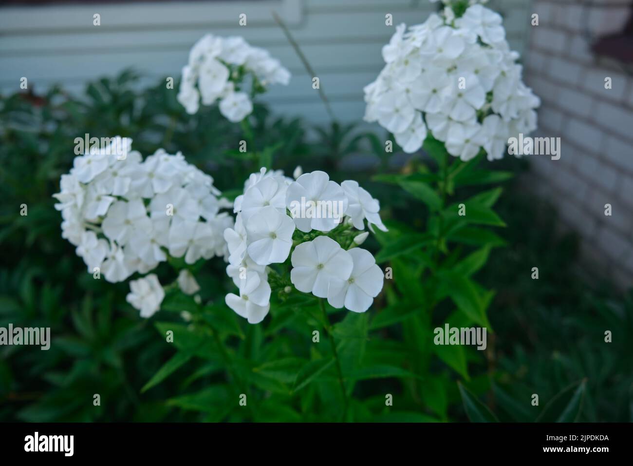 Starfire phlox hi-res stock photography and images - Alamy