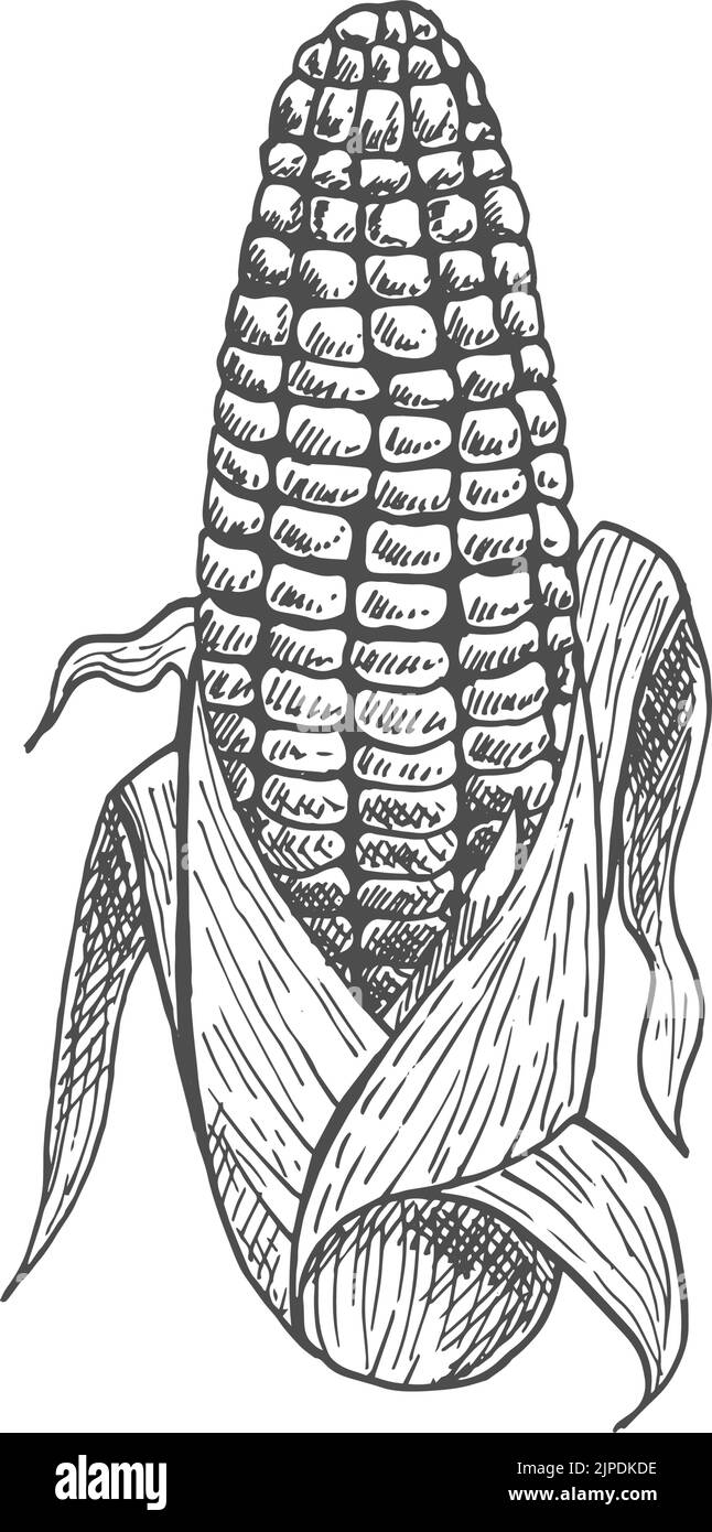 Maize corn cob with leaves isolated vector sketch. Vector sweetcorn ...