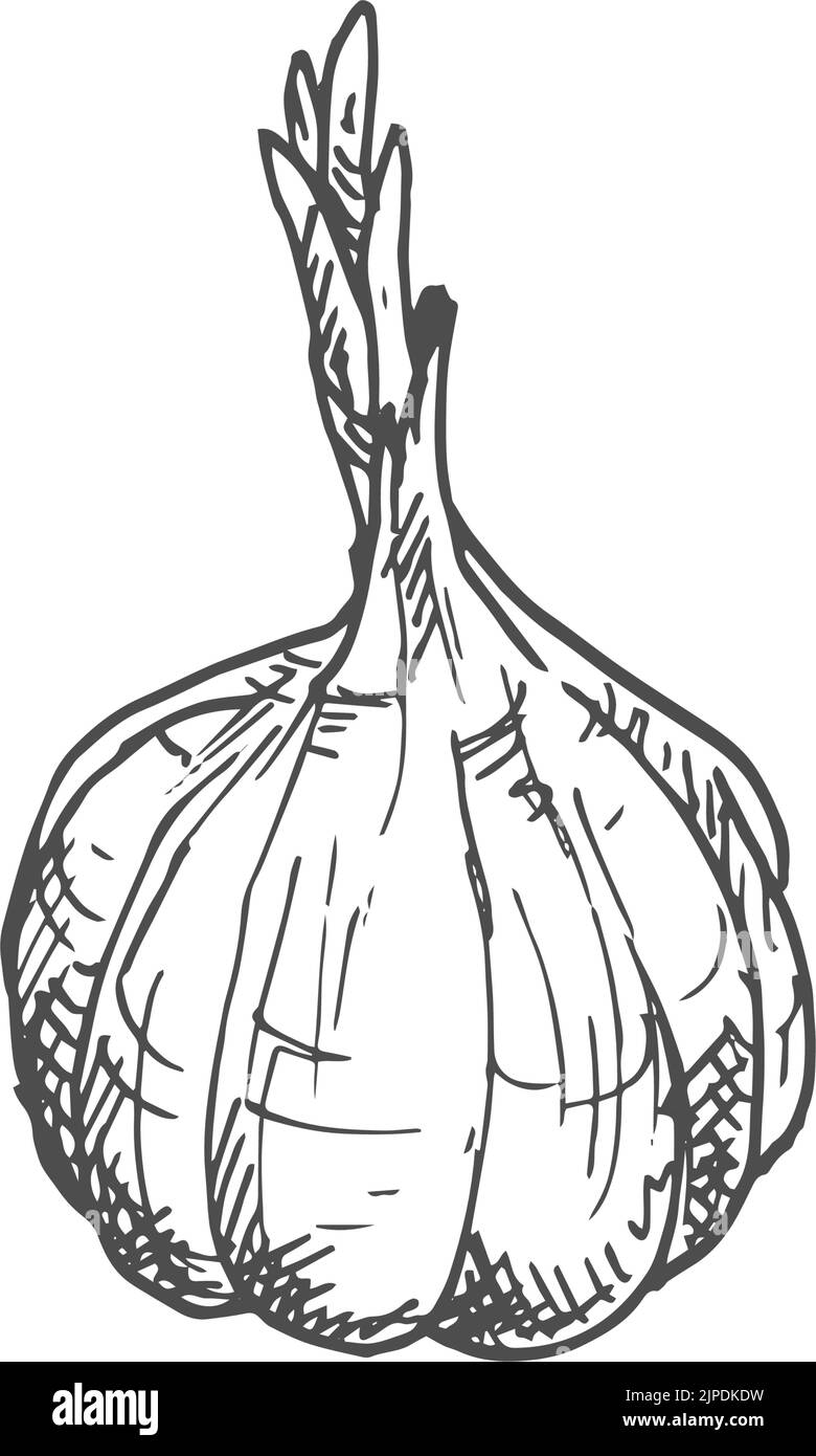 Garlic bulb isolated vegetable sketch. Vector hand drawn pungent ...