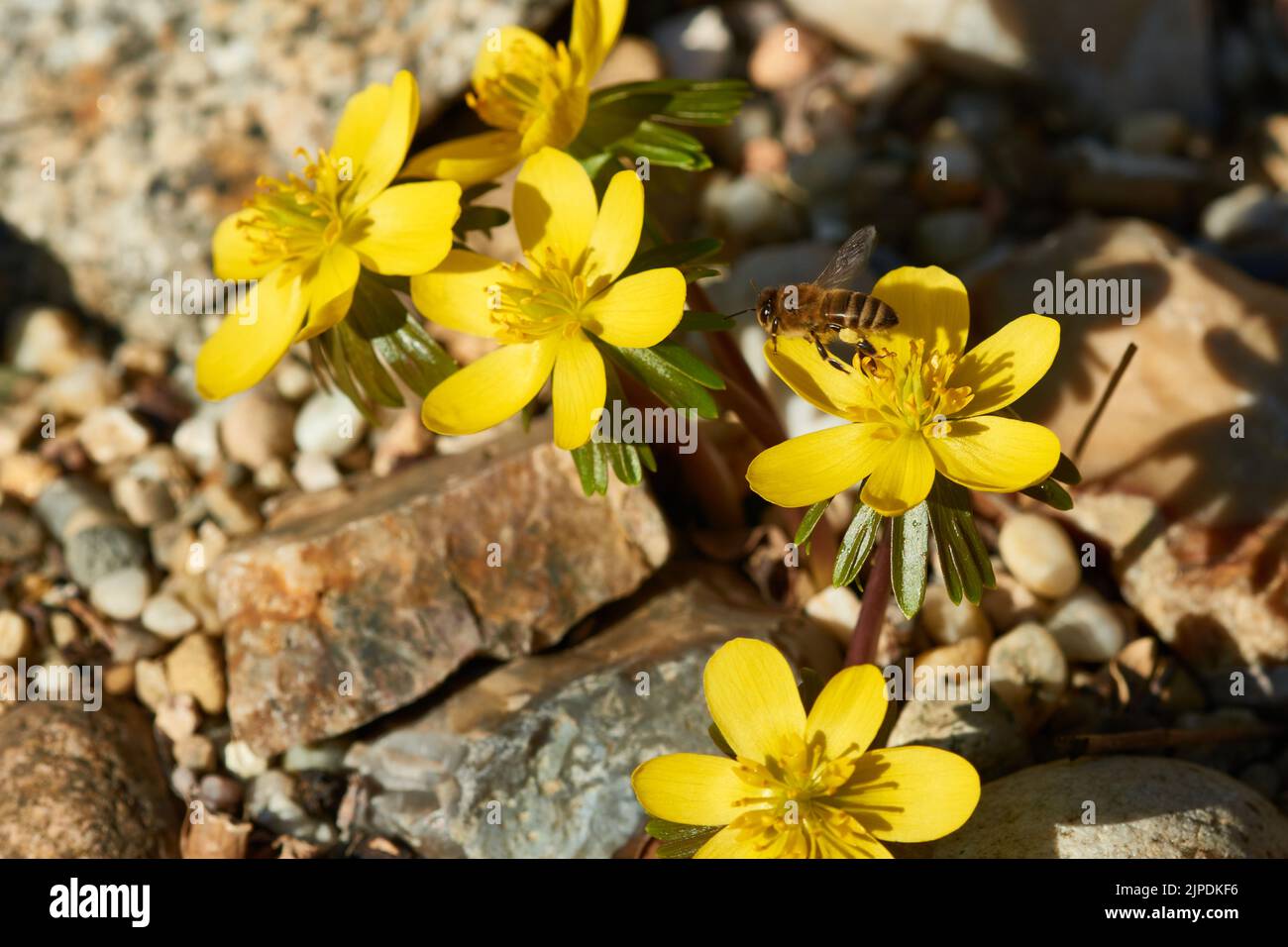Winterling hi-res stock photography and images - Alamy