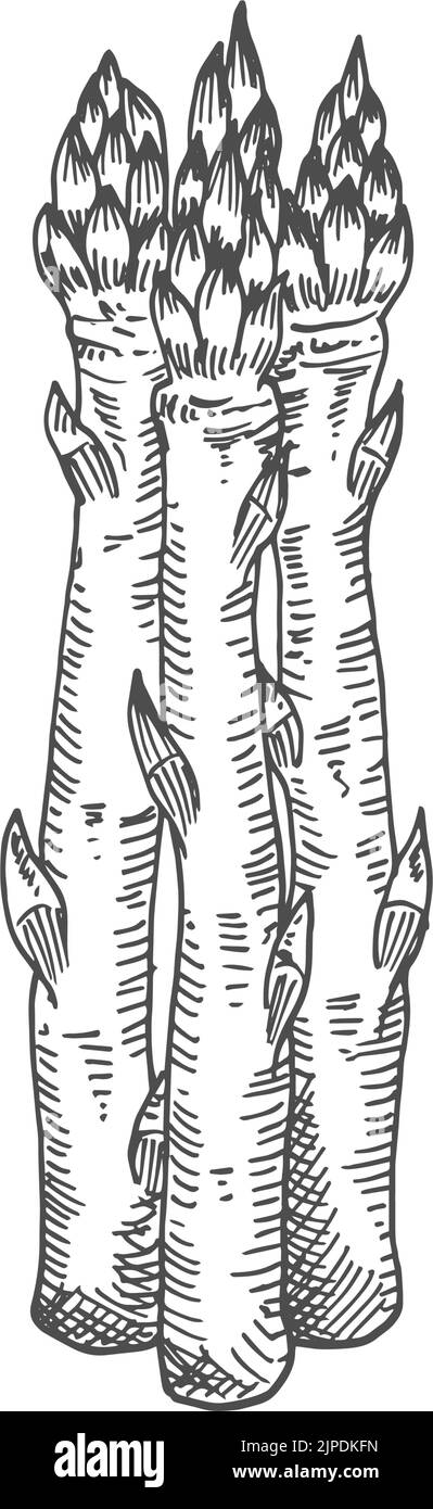 Asparagus bunch isolated sketch icon. Vector vegetarian food, hand ...
