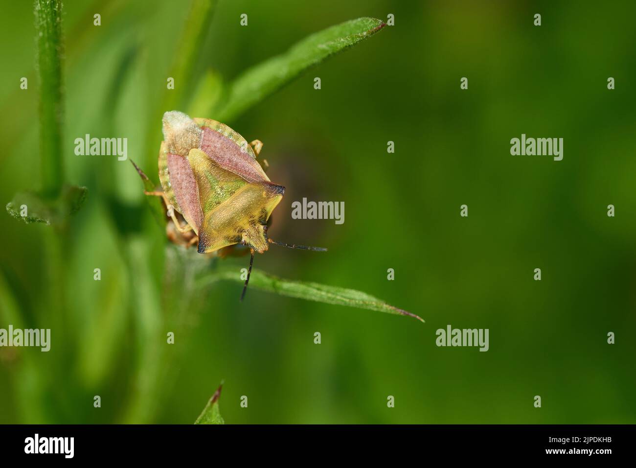 Berry bug hi-res stock photography and images - Alamy
