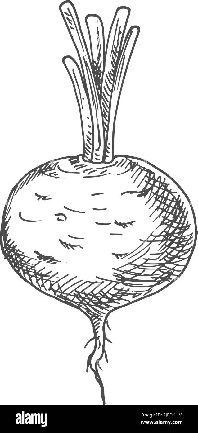 Beetroot food ingredient isolated sketch. Vector vegetable, whole ...