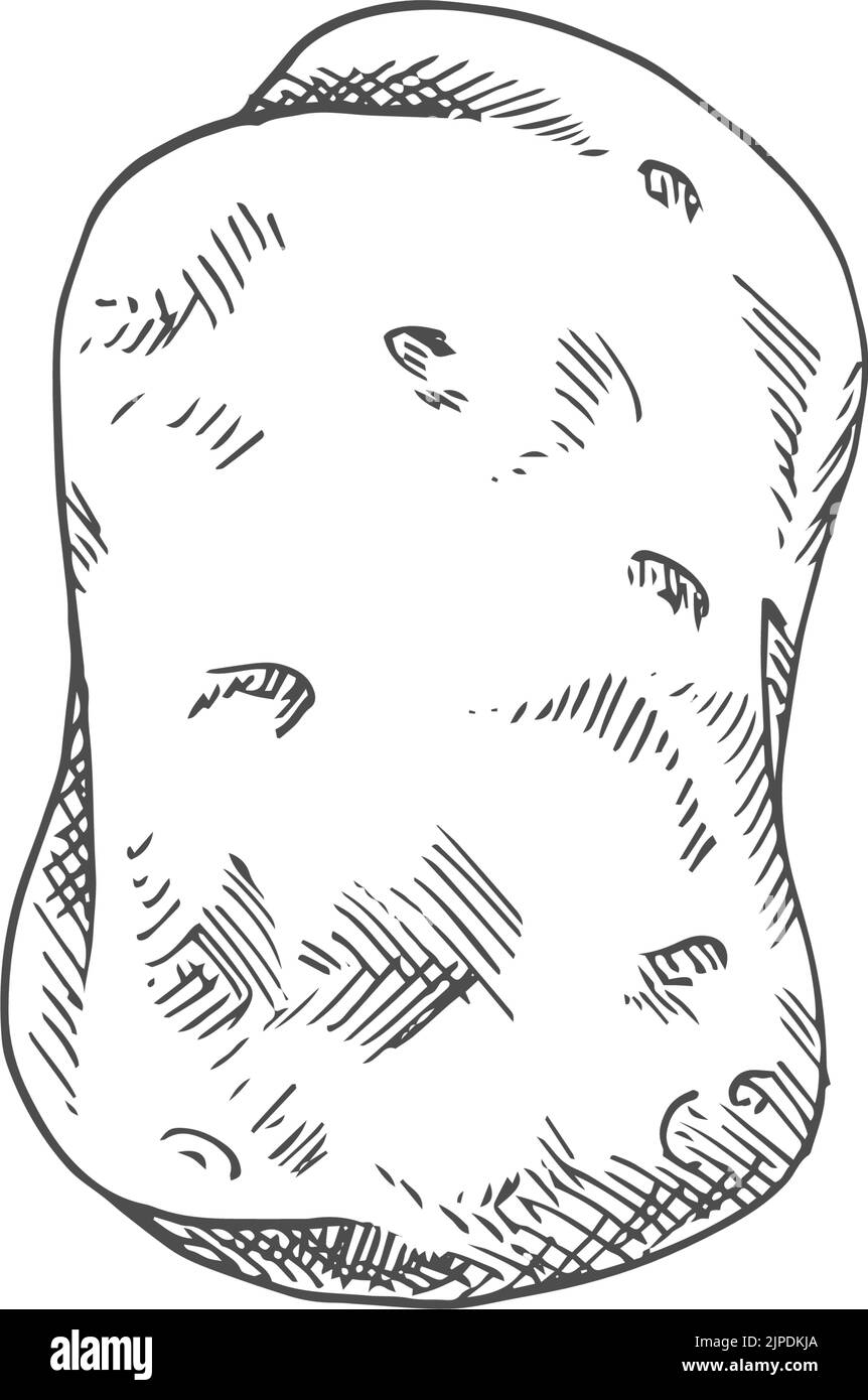 Old potato isolated vegetable sketch. Vector vegetarian food, tuber ...