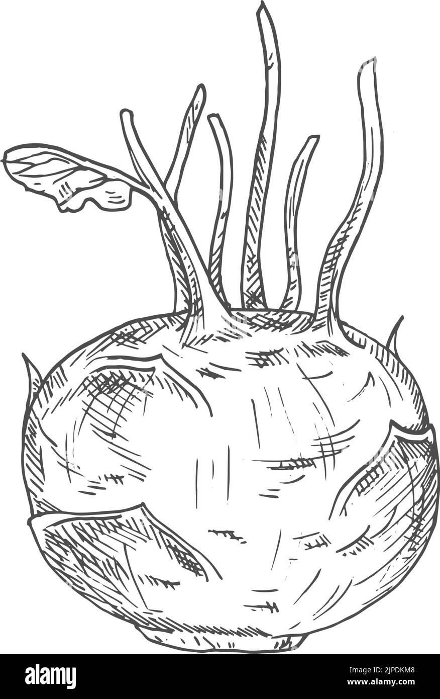 Kohlrabi cabbage isolated sketch. Vector vegetable, whole monochrome ...