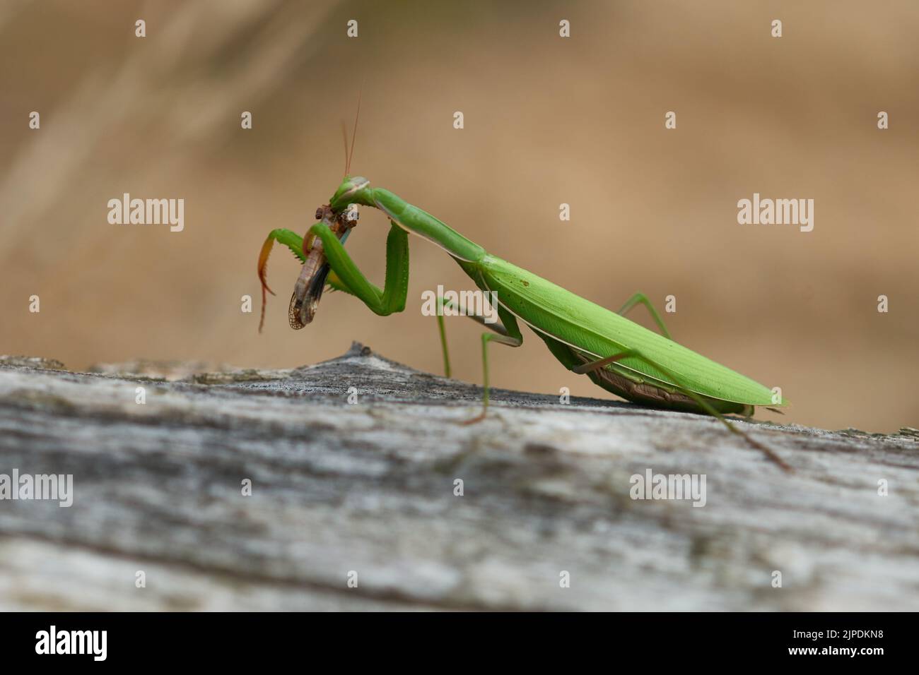 praying mantis, mantis religiosa, fangschrecken Stock Photo - Alamy