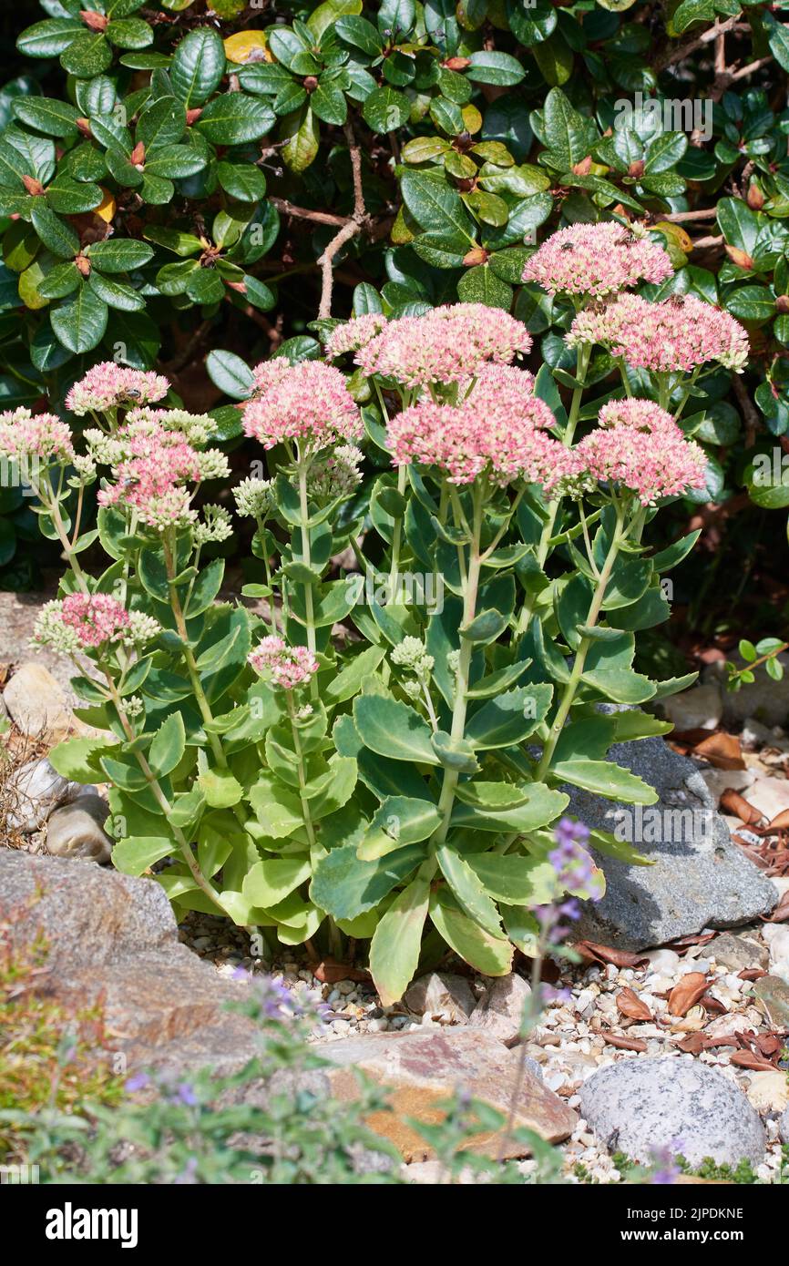 sedum, sedum telephium, sedums Stock Photo - Alamy