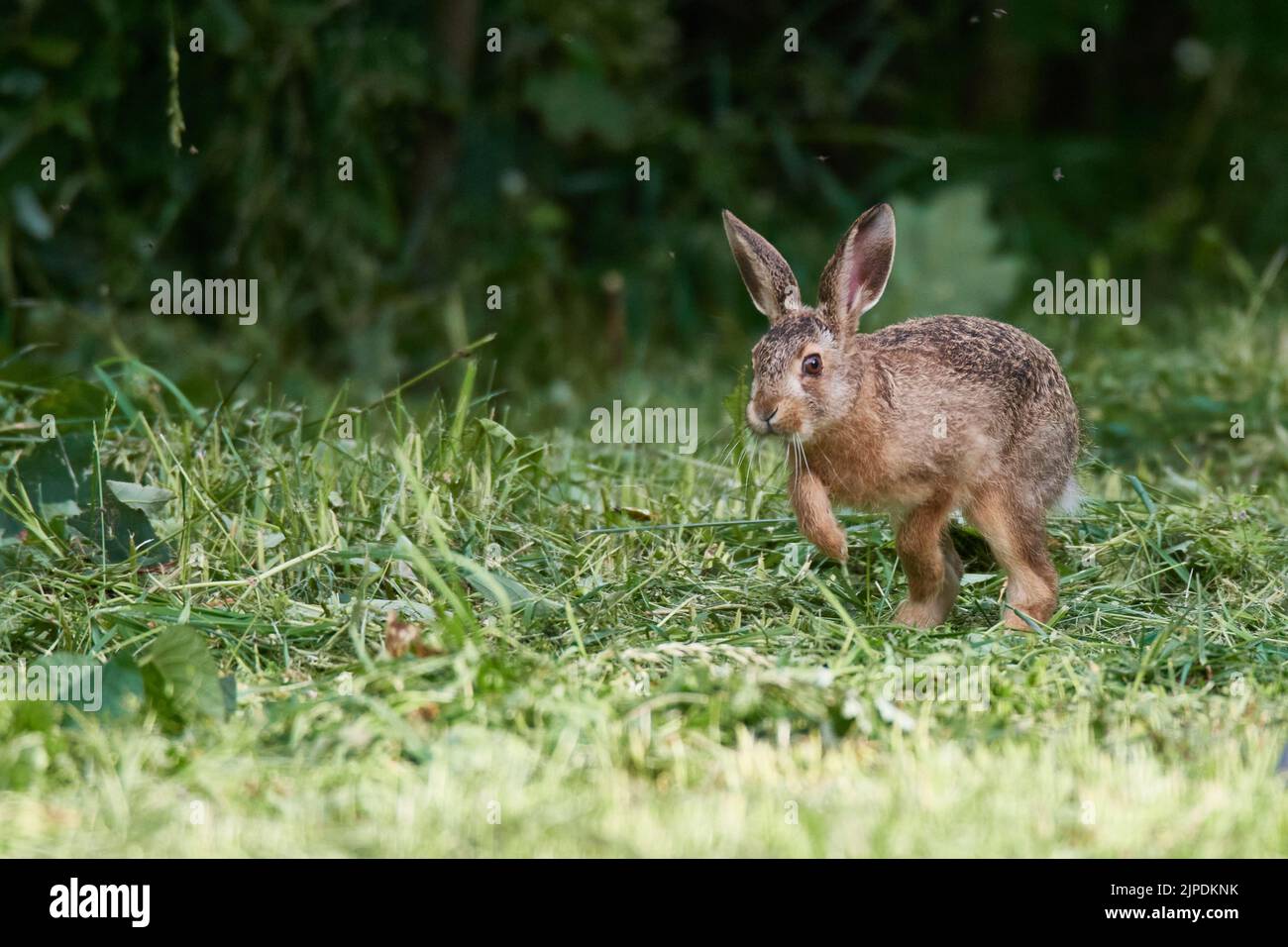 Animal motions hi-res stock photography and images - Alamy