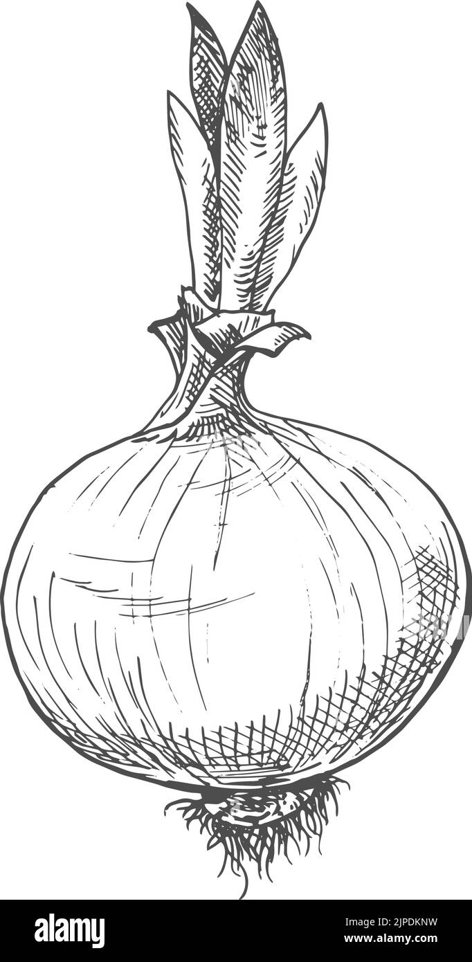 Onion bulb with leaves isolated monochrome sketch. Vector turnip food ...