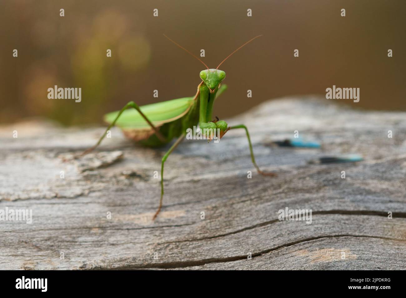 praying mantis, mantis religiosa, fangschrecken Stock Photo - Alamy