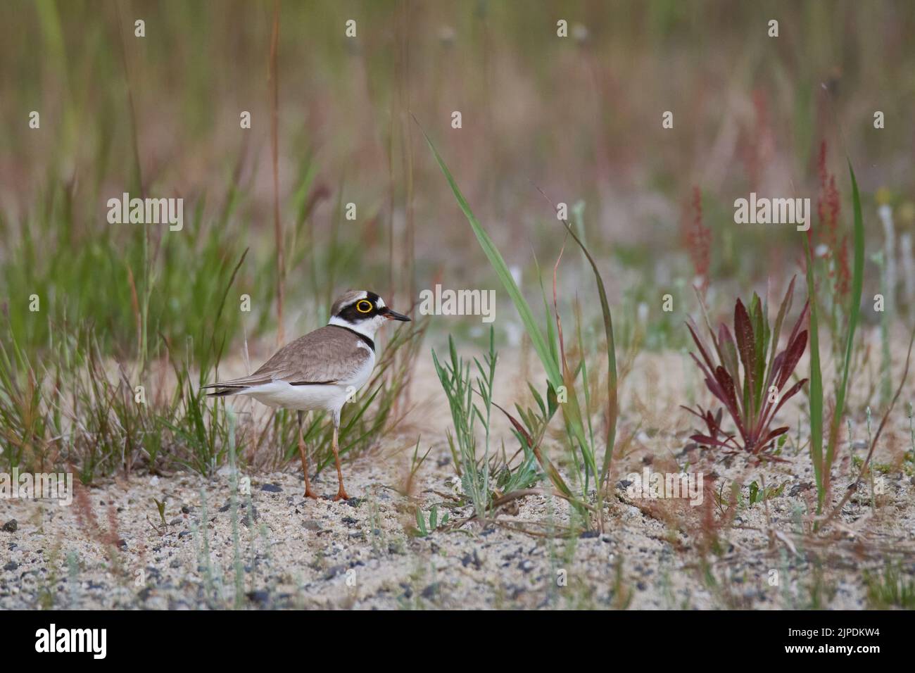 plover, charadrius dubius, plovers Stock Photo - Alamy