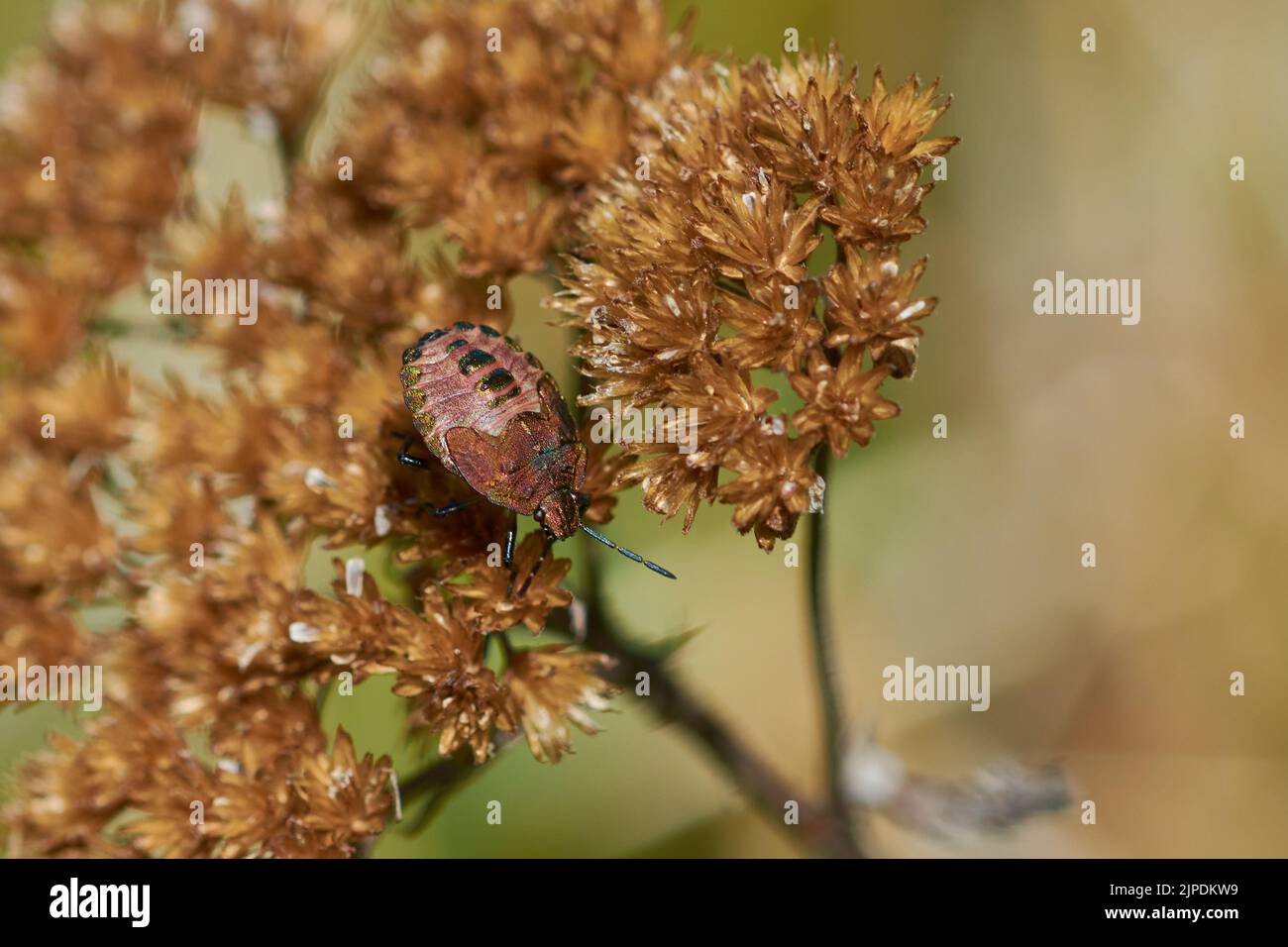 Berry bug hi-res stock photography and images - Alamy