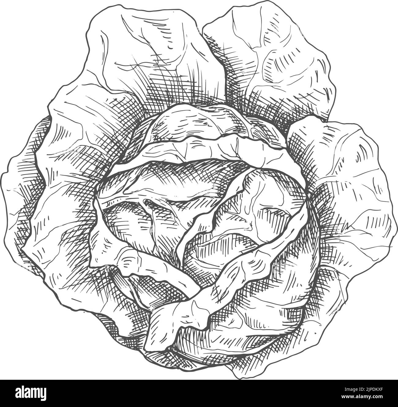 Cabbage head isolated monochrome sketch. Vector vegetable, healthy ...