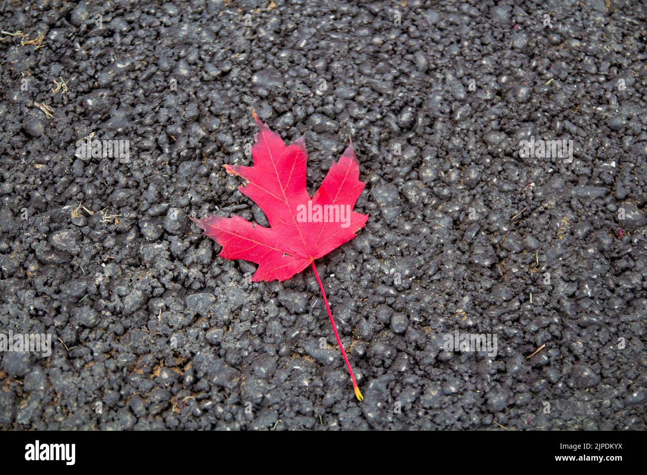 A single red maple leaf on the ground - great for a wallpaper Stock Photo - Alamy