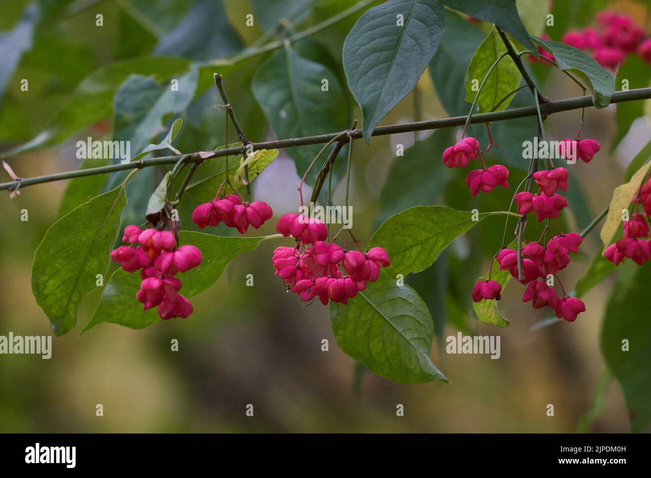 fruits, common spindle, euonymus europaeus, fruit, spindle Stock Photo ...