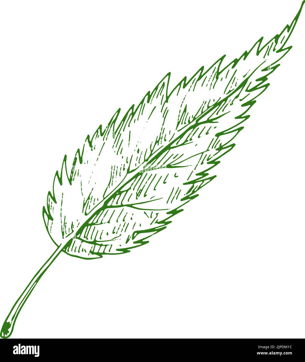 Ash tree leaf isolated outline sketch. Vector elm leafage, botanical ...