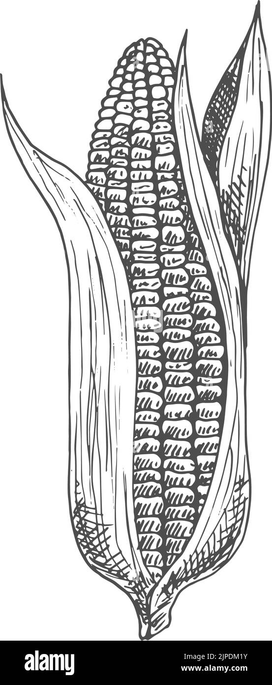 Maize corn cob with leaves isolated vector sketch. Vector sweetcorn ...
