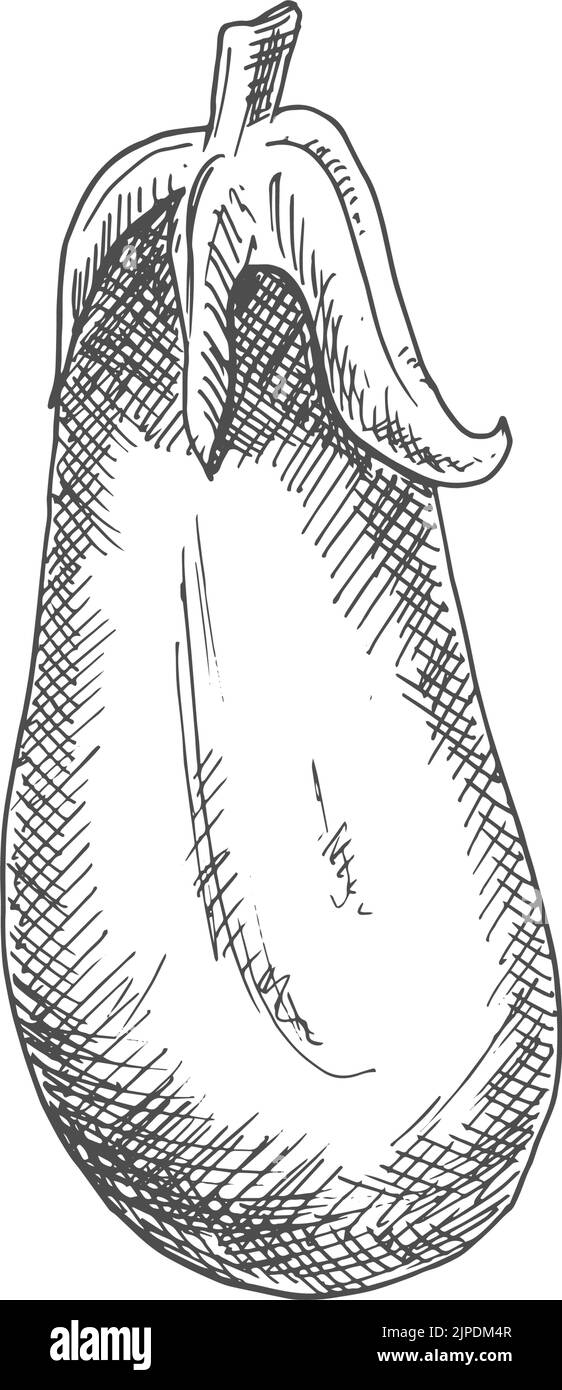 Aubergine vegetable, eggplant isolated vector. Vector monochrome fruit ...