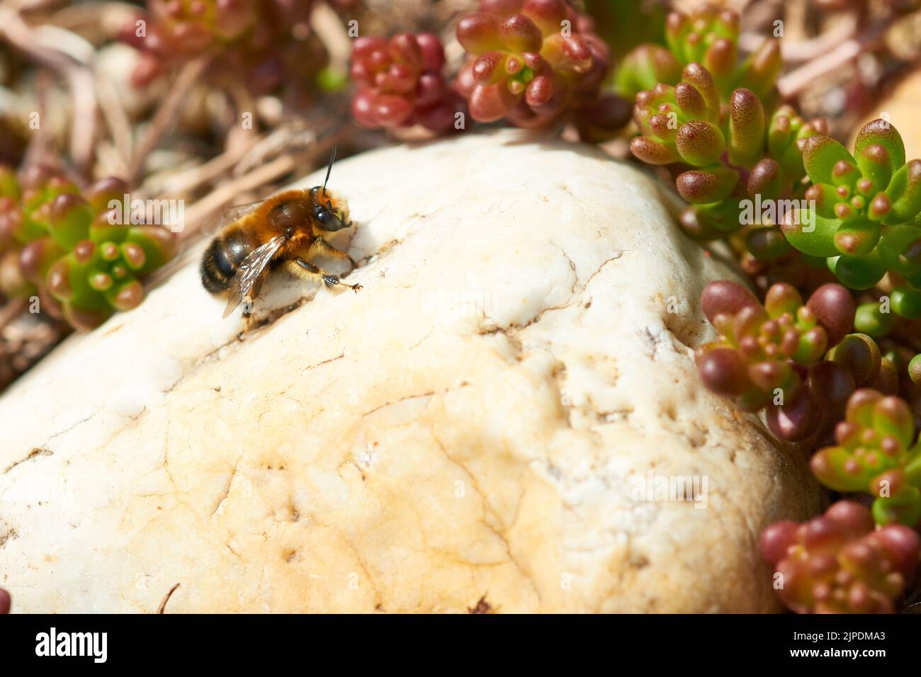 tawny mining bee, andrena fulva Stock Photo - Alamy
