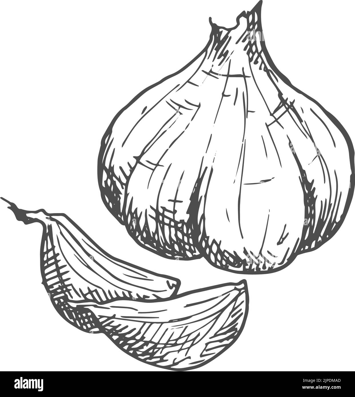 Garlic bulb isolated vegetable sketch. Vector hand drawn pungent ...