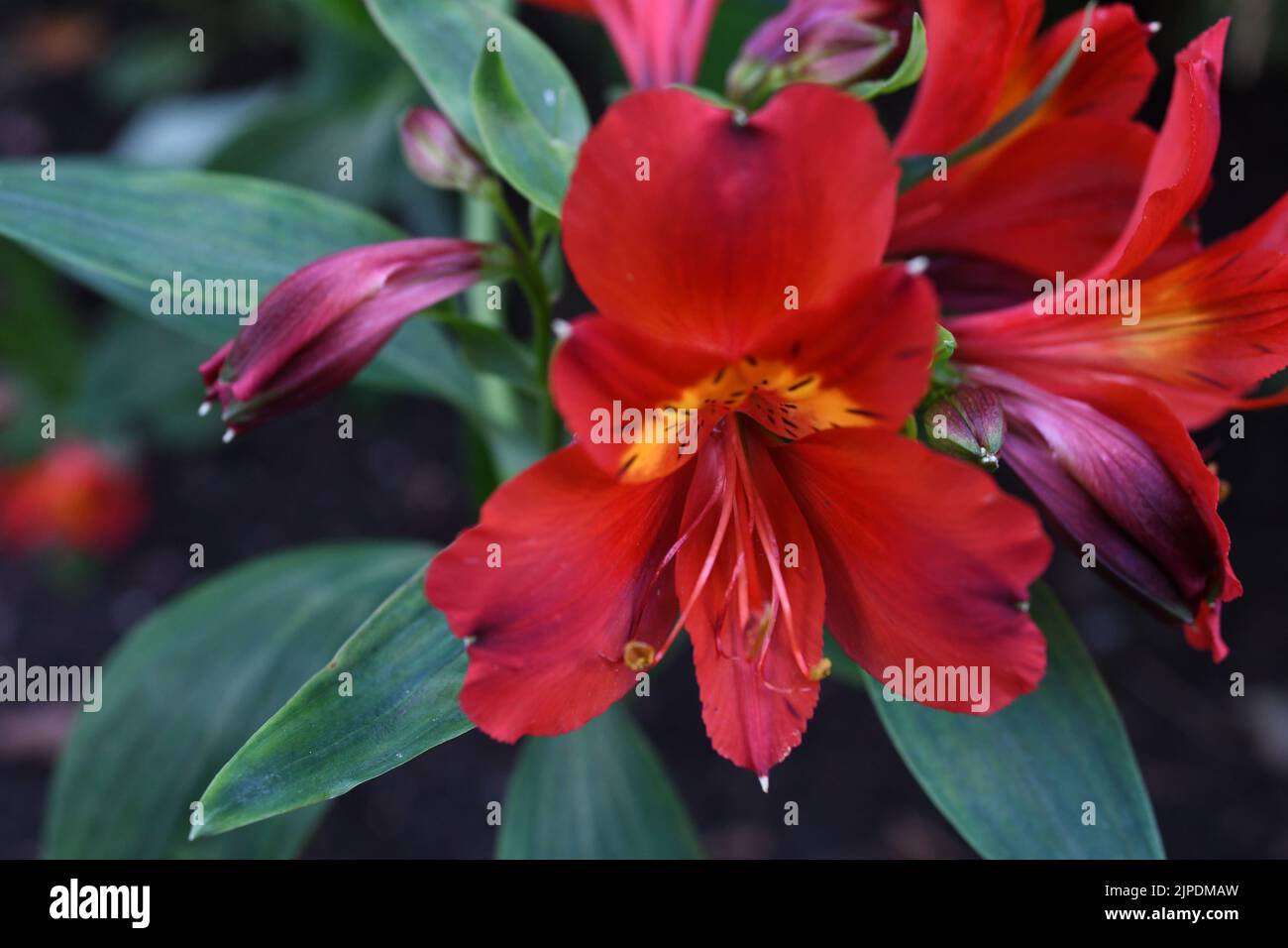 Red petal wild flowers hi-res stock photography and images - Alamy