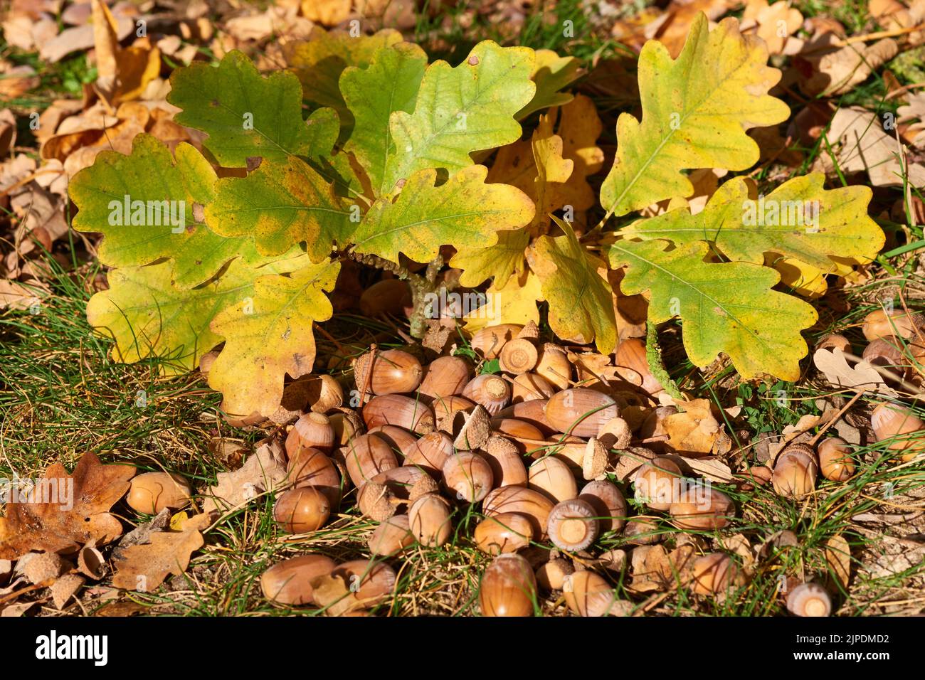 Acorn and leaf hi-res stock photography and images - Alamy