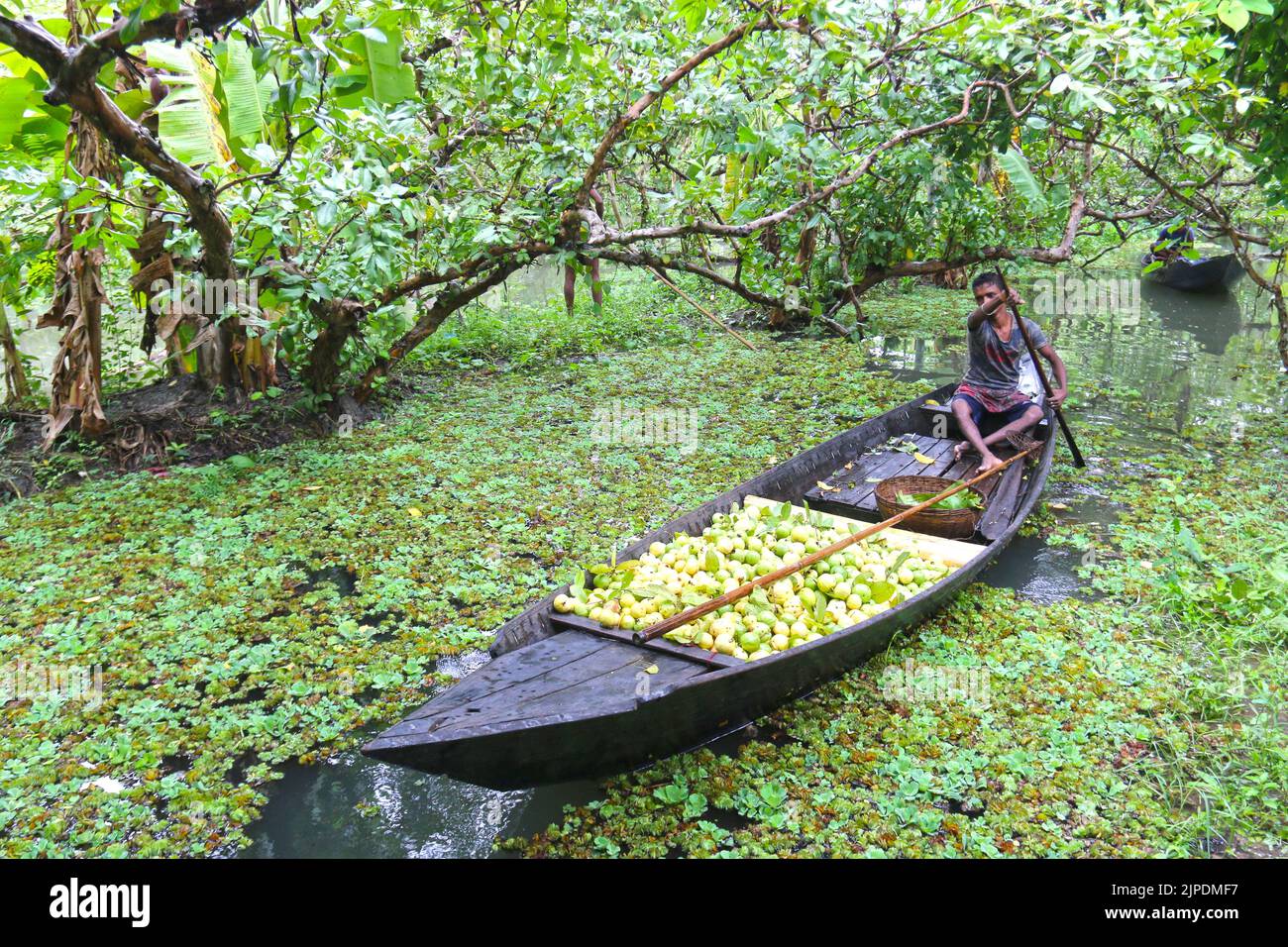Jhalokati. 17th Aug, 2022. A farmer rows a boat loaded with guavas ...