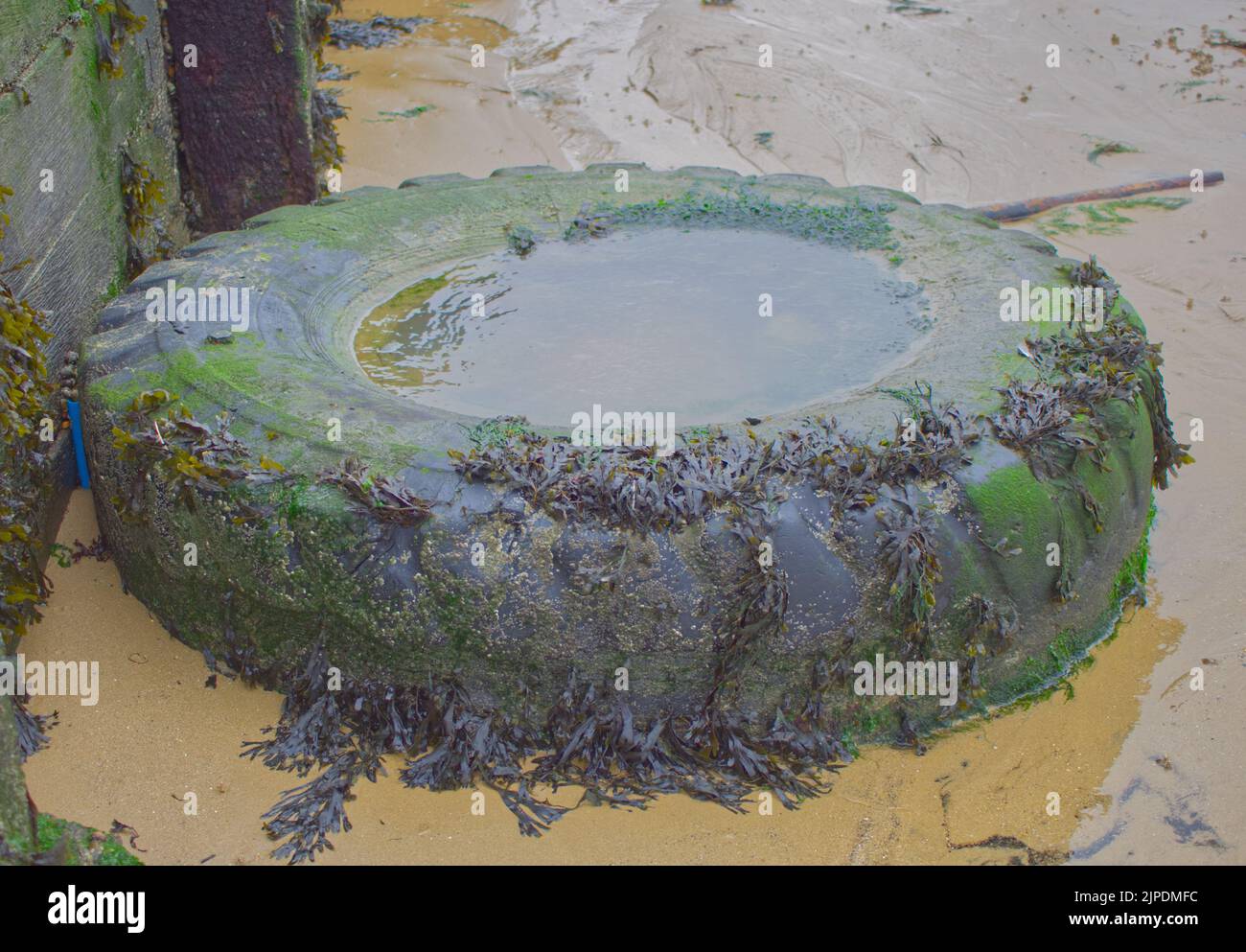 Old Rubber Truck Tyre disposed of on Beach with Seaweed and filled with ...
