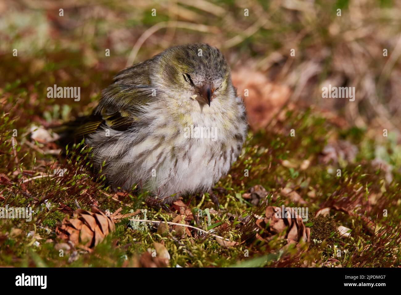 sick, eurasian siskin, carduelis spinus, stieglitzartige, trichomonas ...