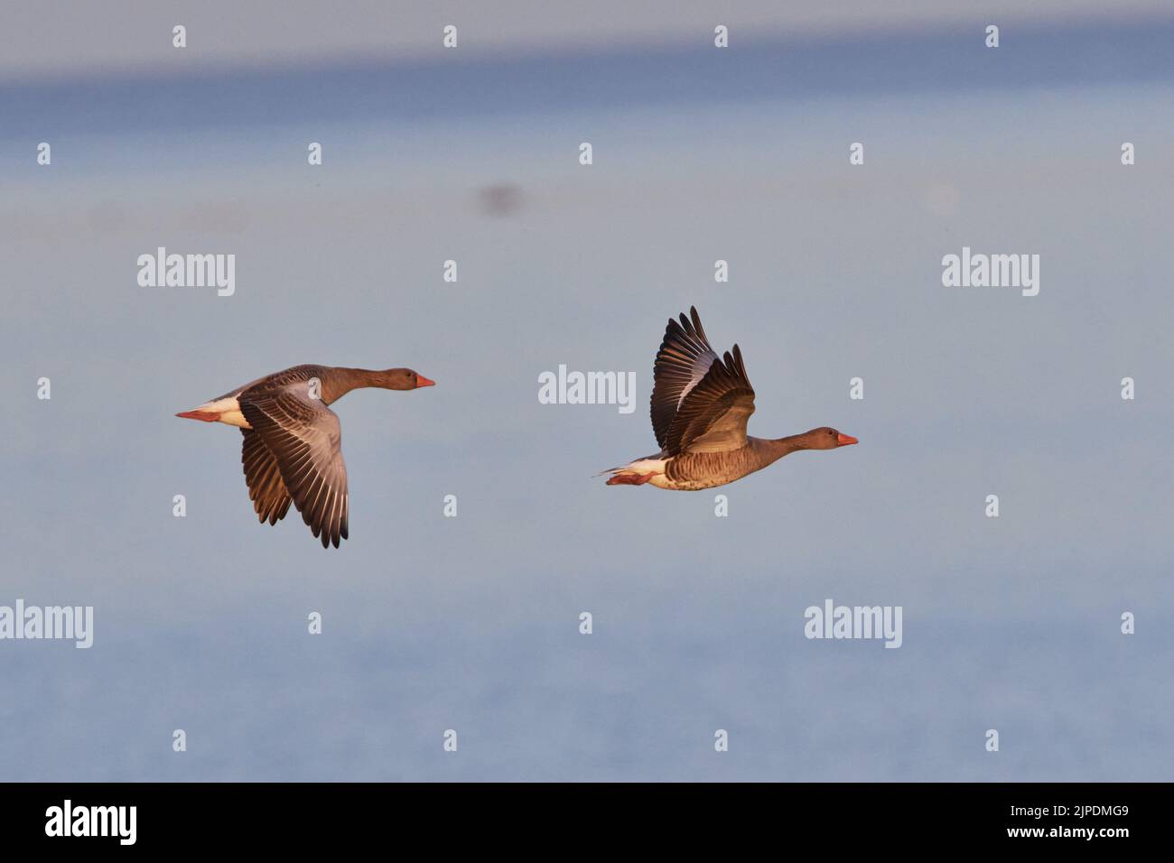 flying, greylag goose, fly, to fly, greylag gooses Stock Photo - Alamy