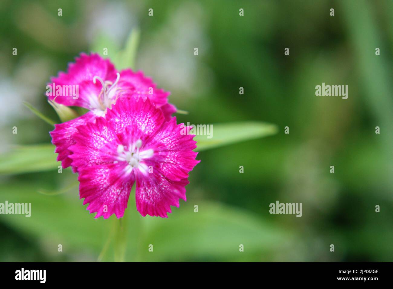 Bright pink Sweet William (Dianthus barbatus) flowers with green leaves ...
