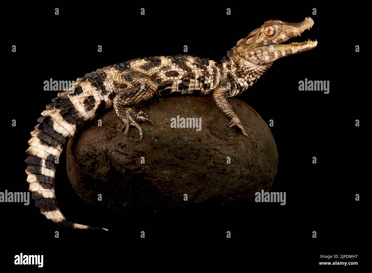Cuvier's dwarf caiman (Paleosuchus palpebrosus Stock Photo - Alamy