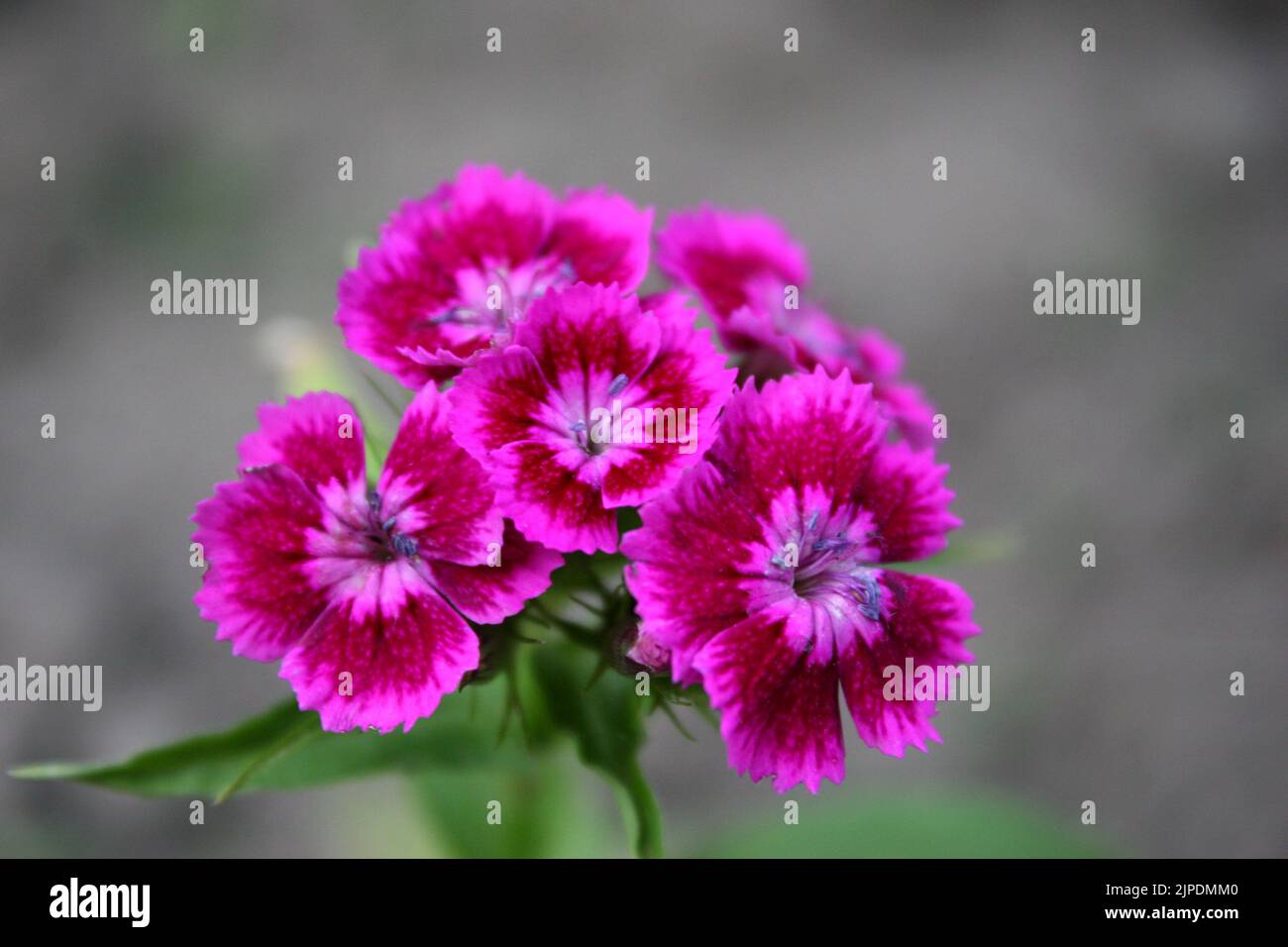 Bright pink Sweet William (Dianthus barbatus) flowers with green leaves ...