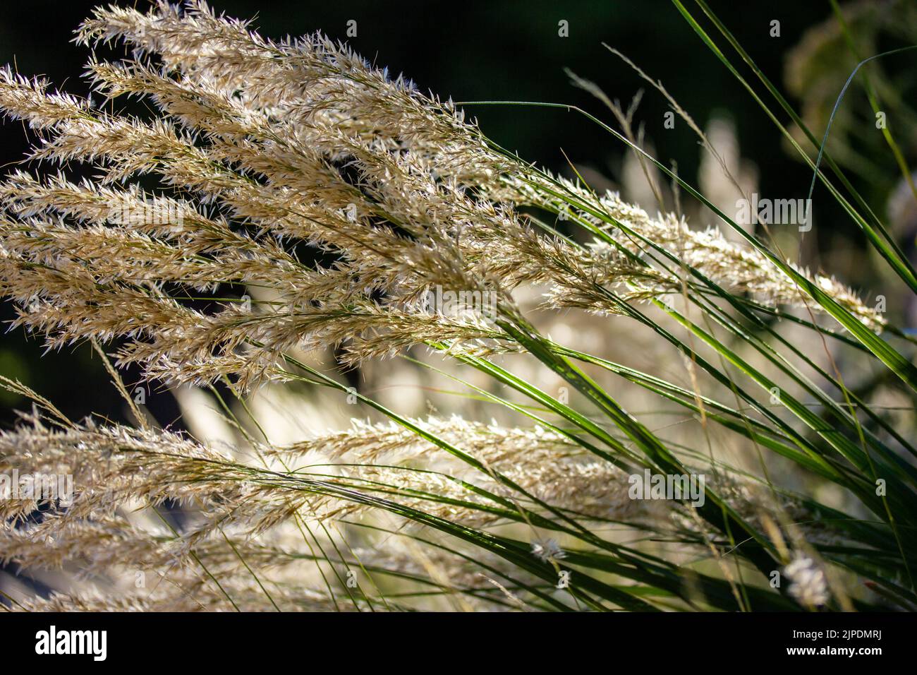 Pampas grass on dark green natural background. Cortaderia is a ...
