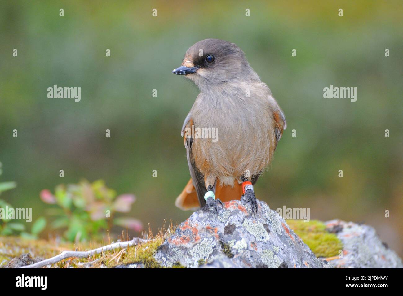 unlucky jay, perisoreus infaustus Stock Photo - Alamy