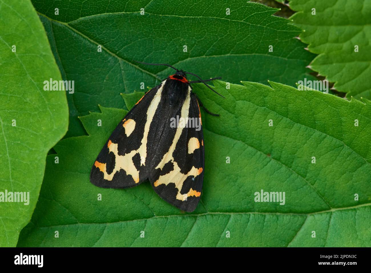 wegerichbär, parasemia plantaginis Stock Photo - Alamy