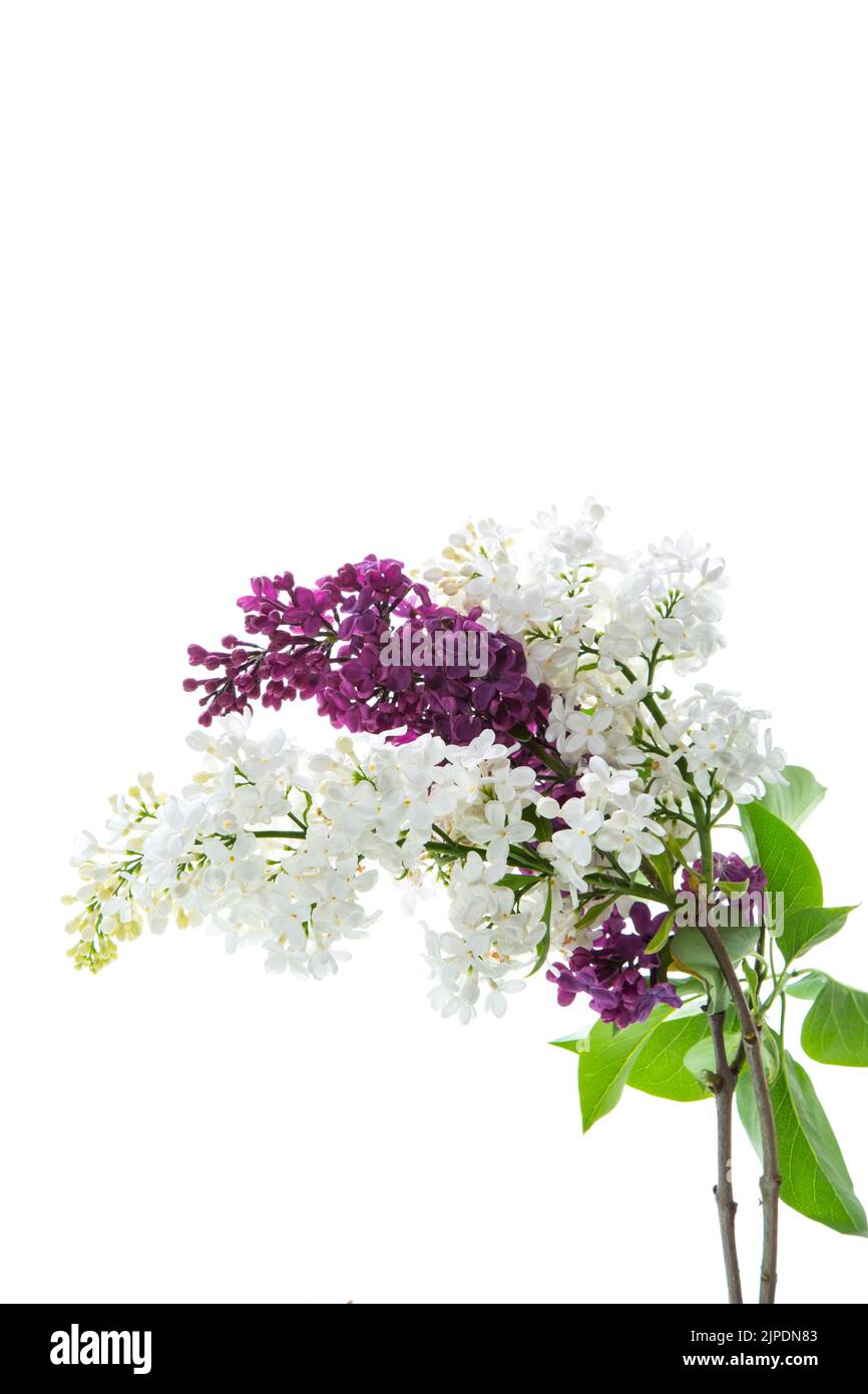 Bouquet of beautiful spring lilacs of different colors isolated on ...