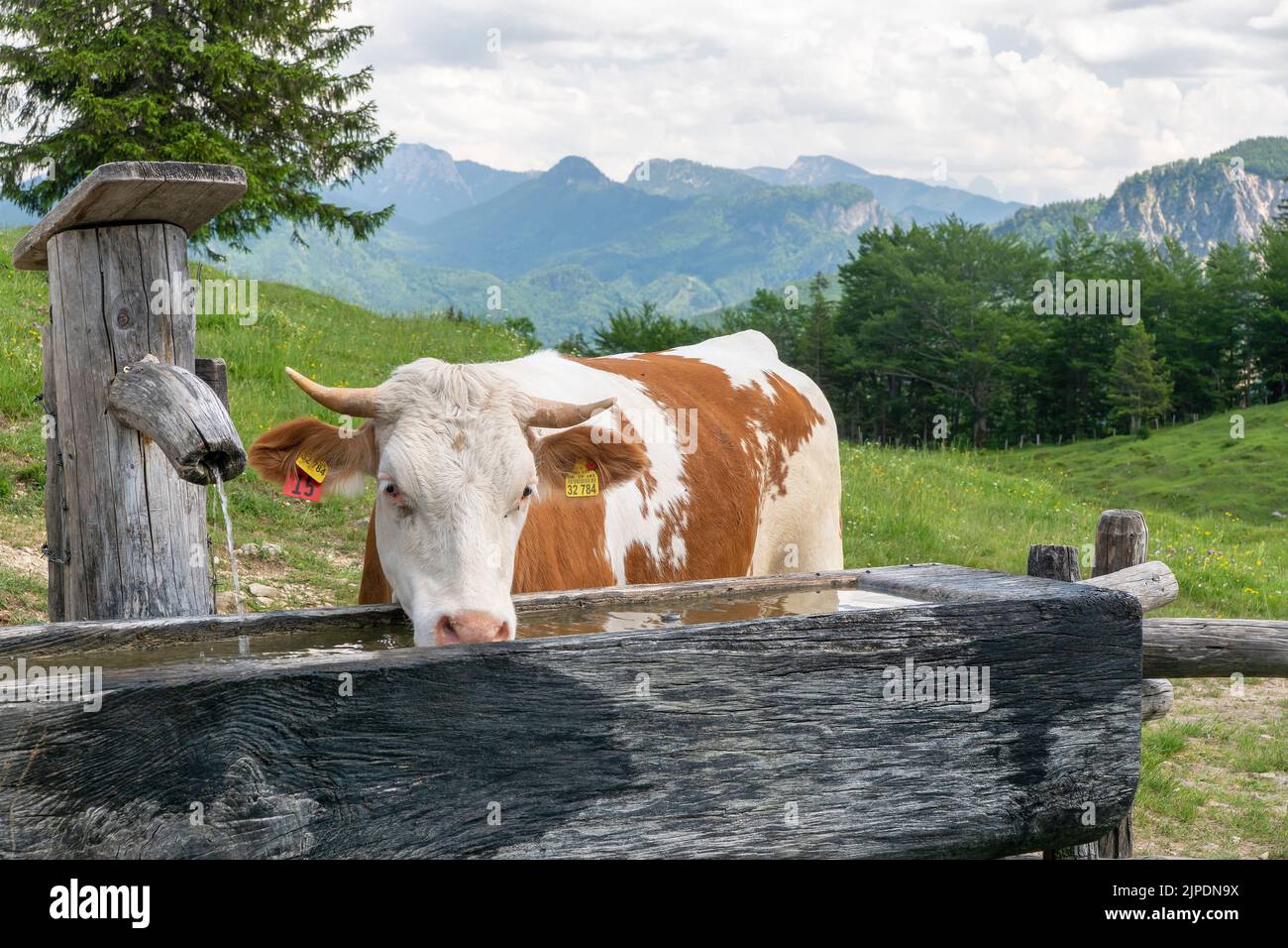 drinking, cow, fountain, oberauerbrunstalm, to drink, cows, fountains ...