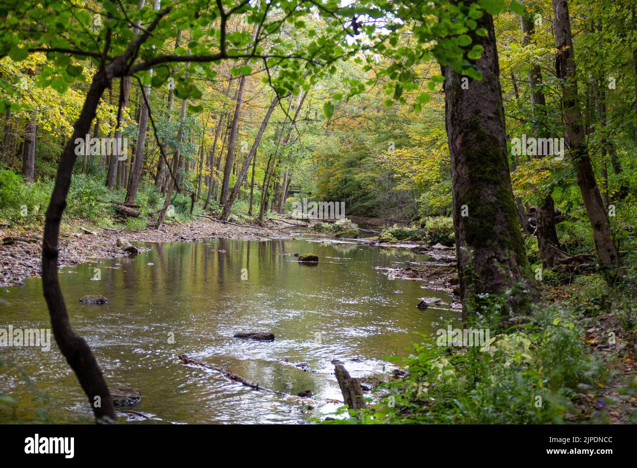 A view of the river flowing through a scenic deciduous forest in John ...