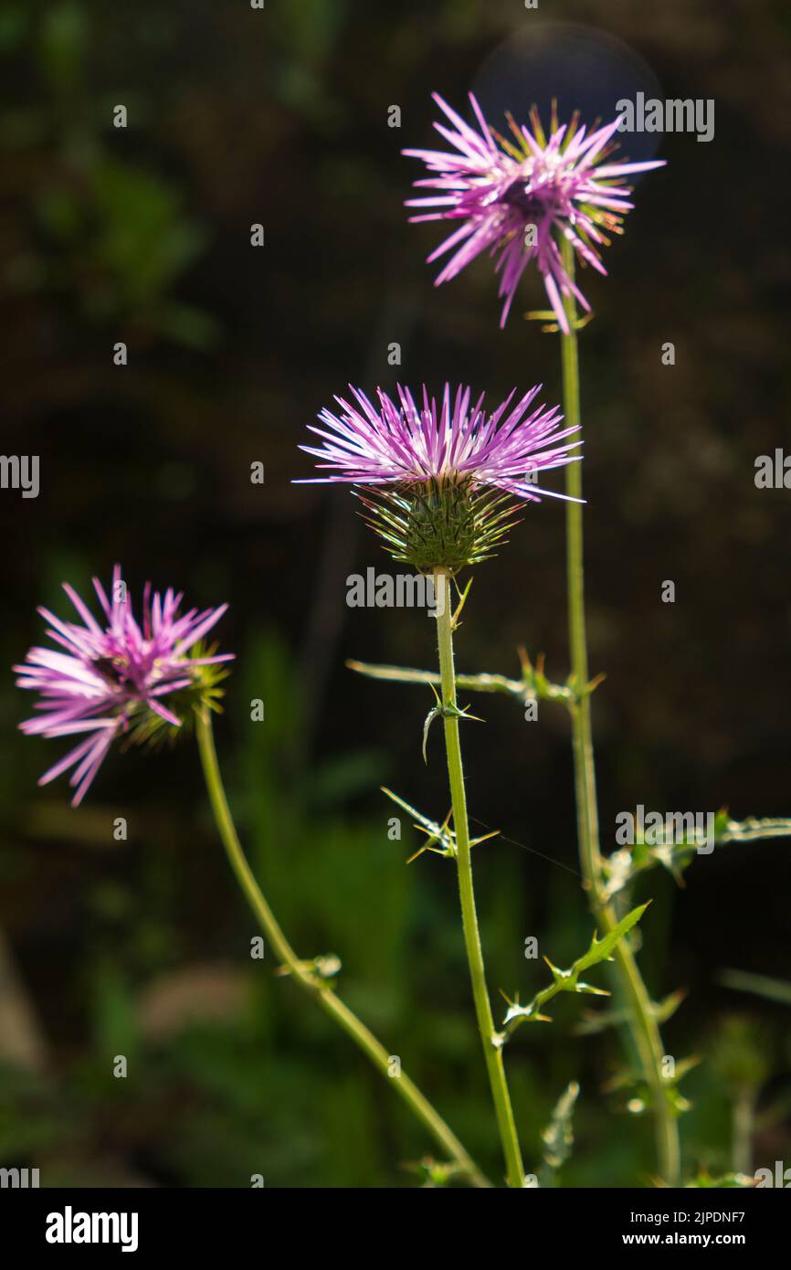 Thistle plants flowering in the forest with a slight lens flare, 3 ...