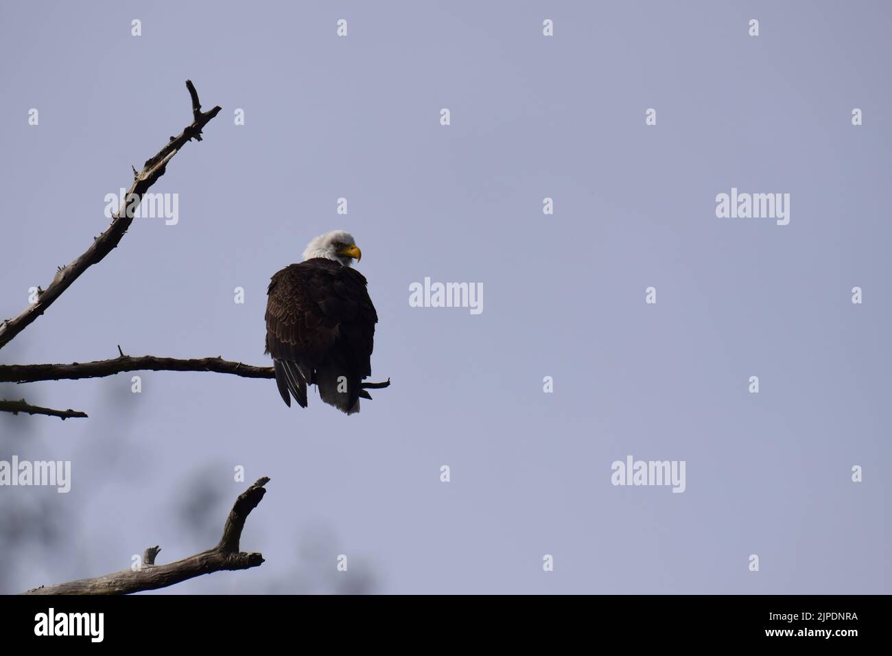 Mature bald eagle glaring at photographer in Lincoln Park, West Seattle ...