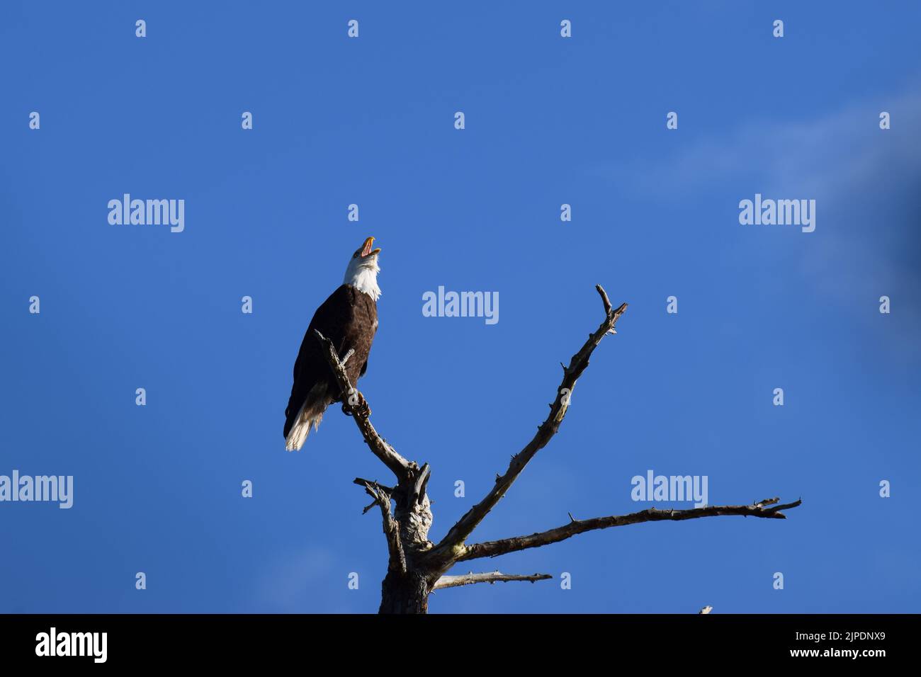 Mature bald eagle calling to mate, treetop at Lincoln Park in West ...