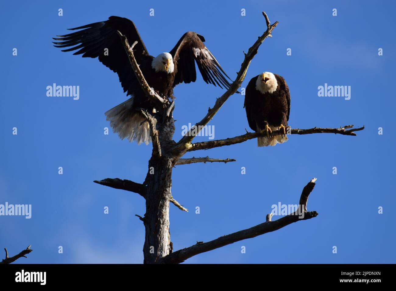 Mating pair of bald eagles landing and vocalizing in dead treetop at ...